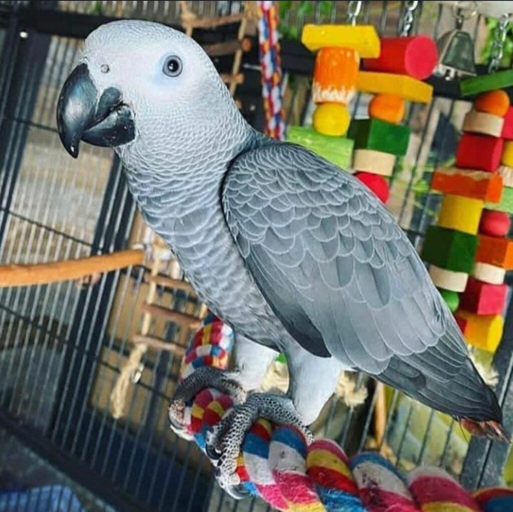 African Grey Parrot for Sale – Smart & Loving Companions